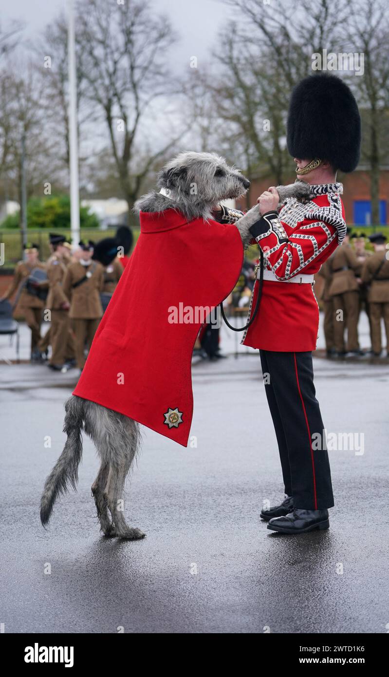 Irish Guards mascot, 3-year-old Irish Wolfhound, Seamus, jumps up on ...