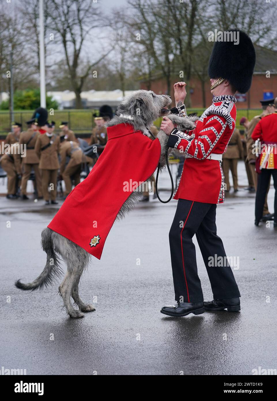 Irish Guards mascot, 3-year-old Irish Wolfhound, Seamus, jumps up on his handler, Drummer Ashley ...