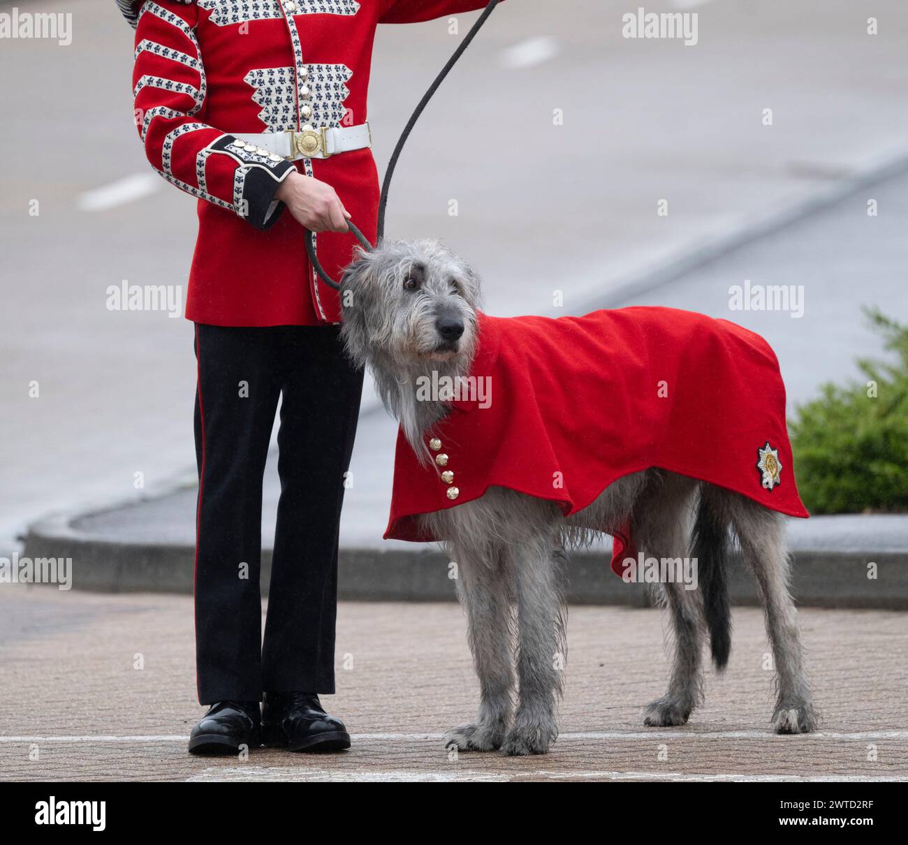 Mons Barracks, Aldershot, Hampshire, UK. 17th March 2024. The Irish ...