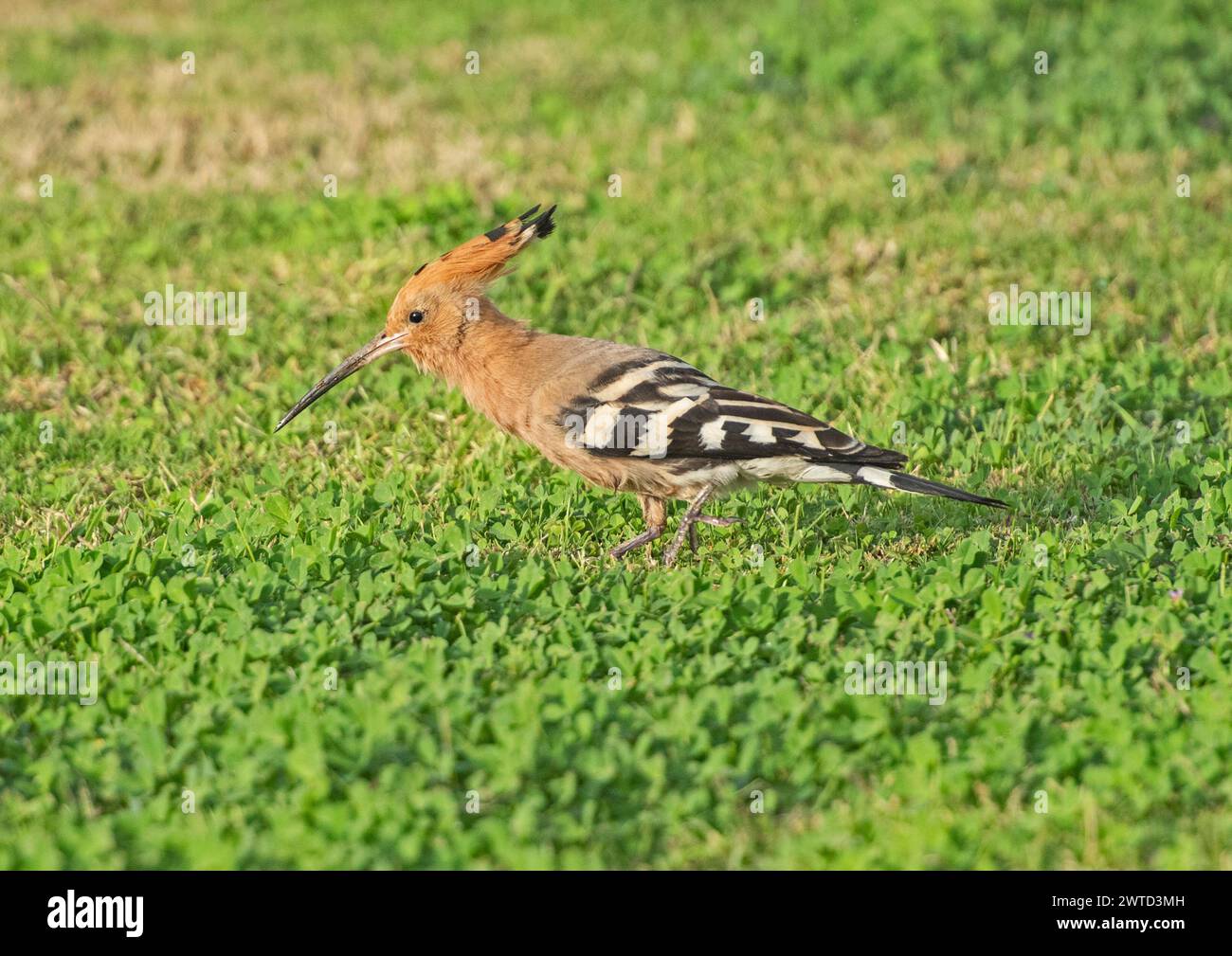 Hoopoe upupa epops standing hi-res stock photography and images - Alamy