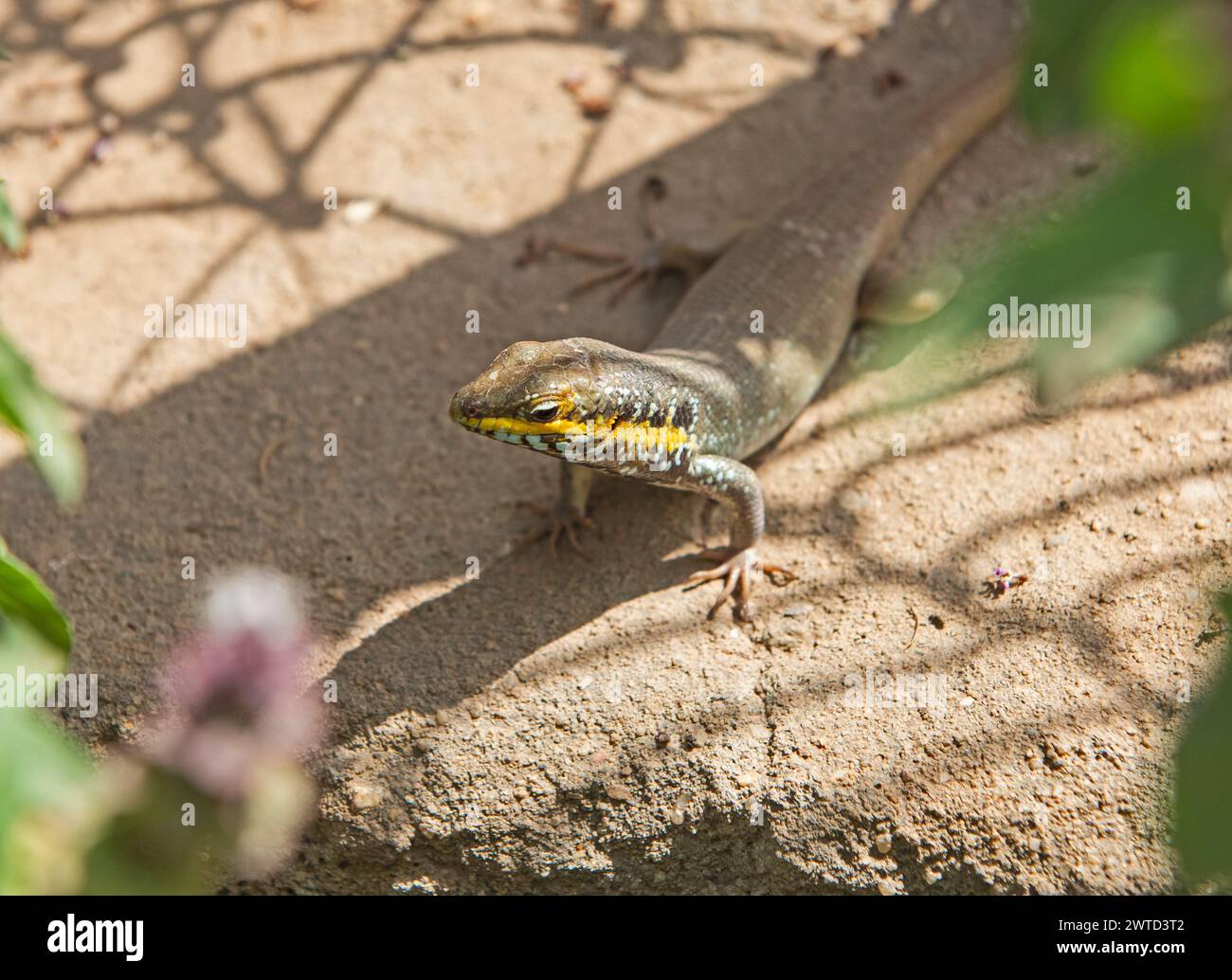 African five lined skink lizard Trachylepis quinquetaeniata stood on a ...