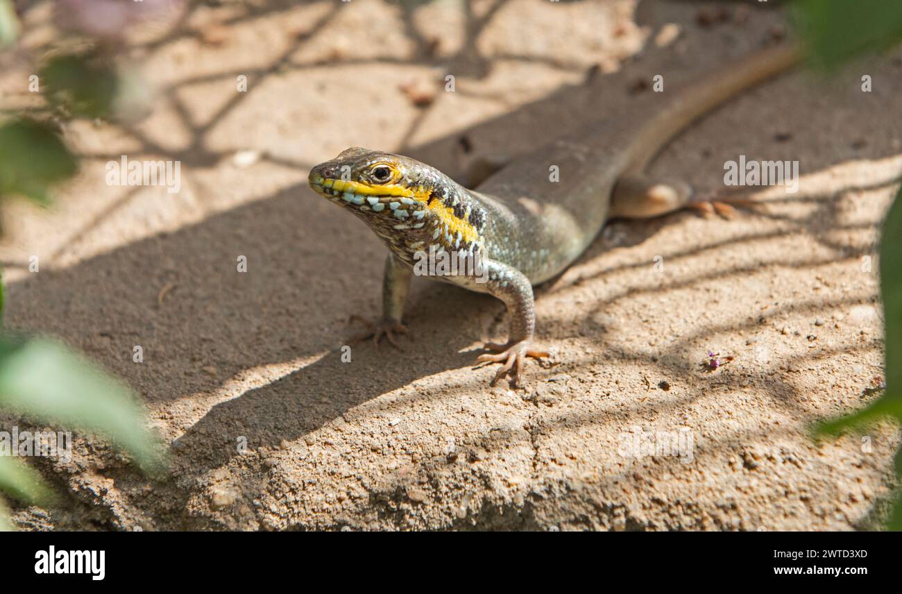 African five lined skink lizard Trachylepis quinquetaeniata stood on a ...