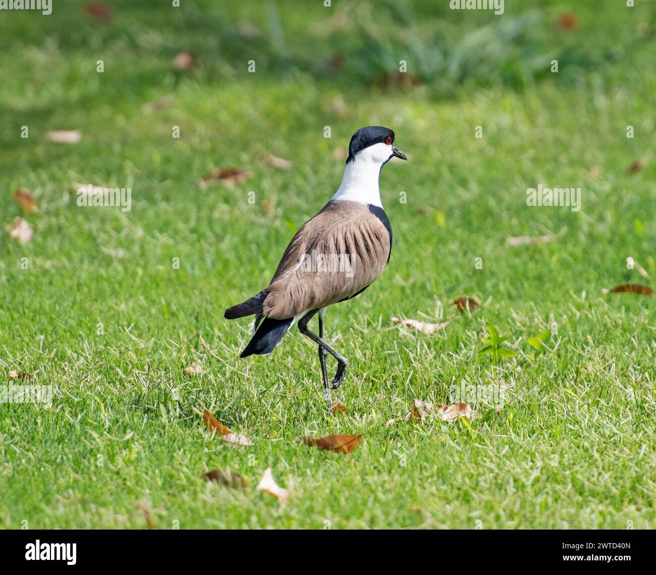 Spur winged lapwing plover Vanellus spinosus stood on grass ground in ...