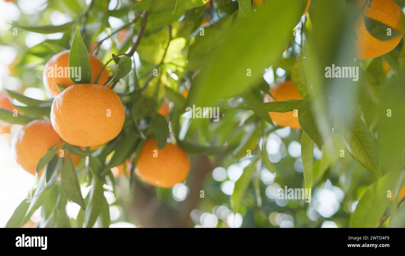 Orange Colors Of Mediterranean Fruits Stock Photo - Alamy