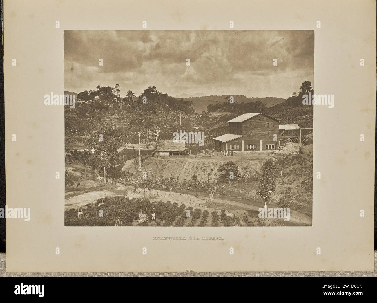 Ruanwella Tea Estate. Henry W. Cave, photographer (English, 1854 - 1913 ...