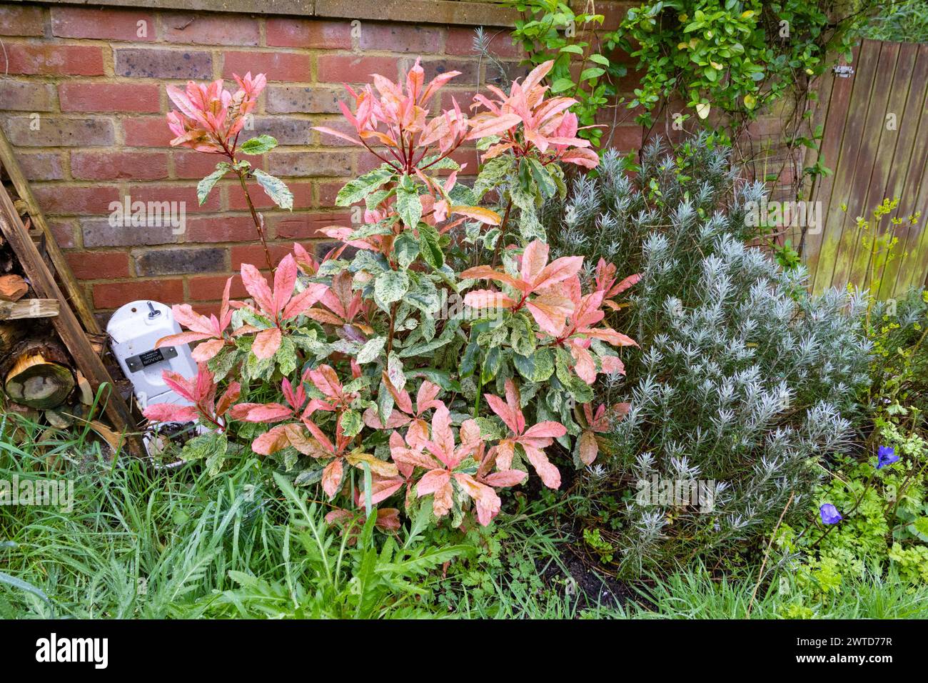 Photinia pink crispy, uk garden Stock Photo - Alamy