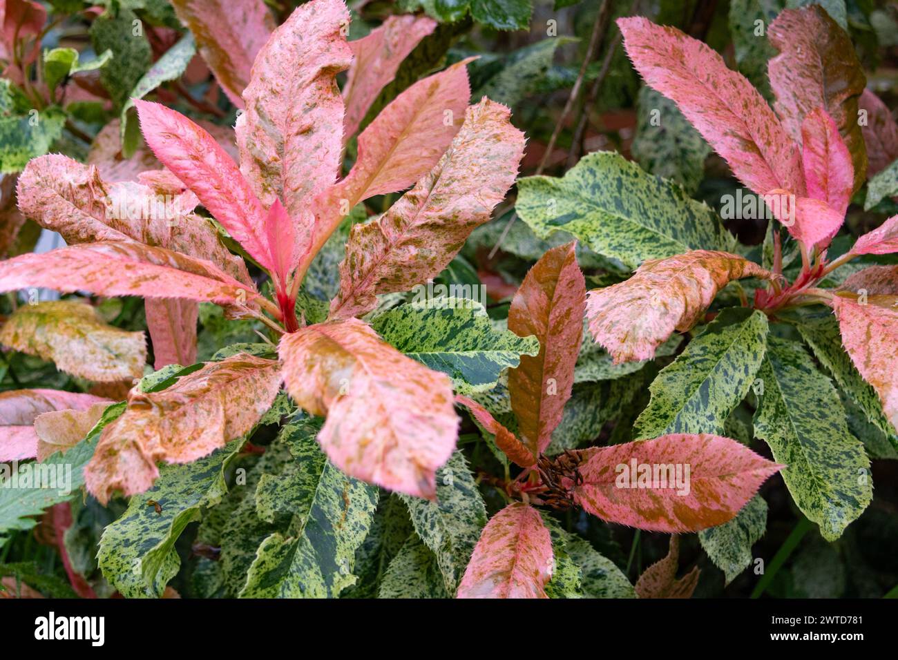 Photinia pink crispy, uk garden Stock Photo - Alamy