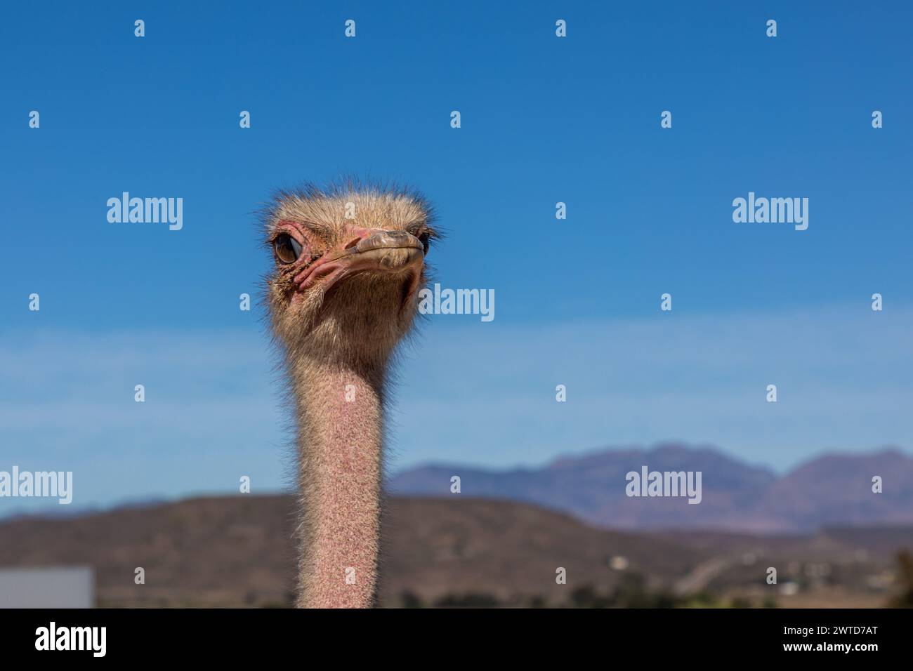Close up on the head and neck of an ostrich with negative space on the ...