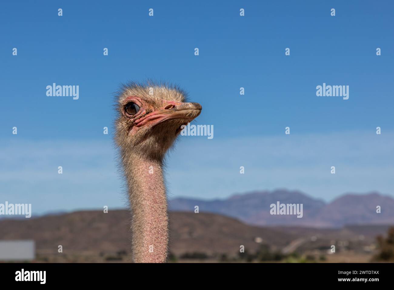 Head and neck of an African ostrich in a semi side profile agains a ...