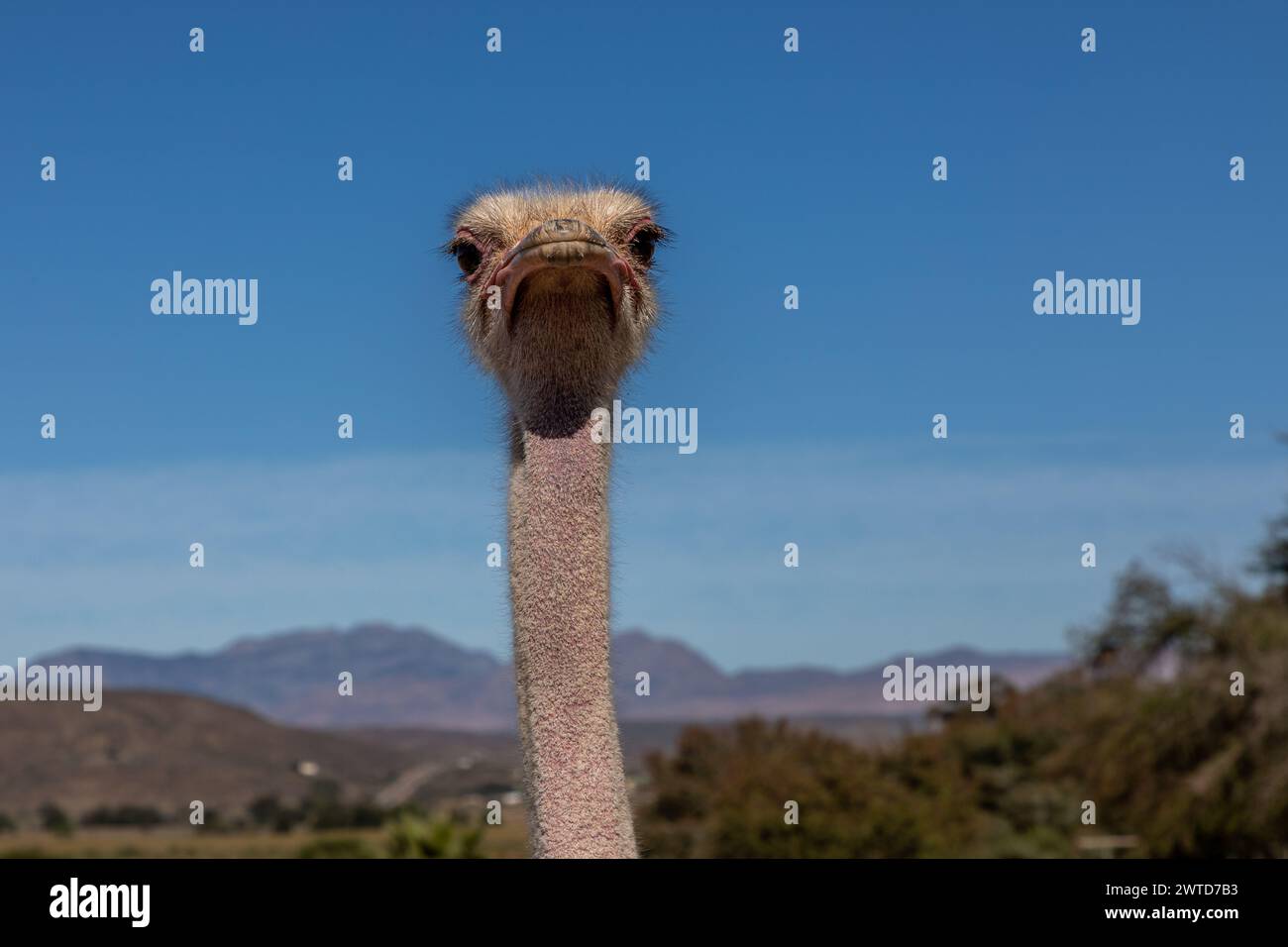 Close up on the head and neck of an ostrich facing forward. Mountains ...