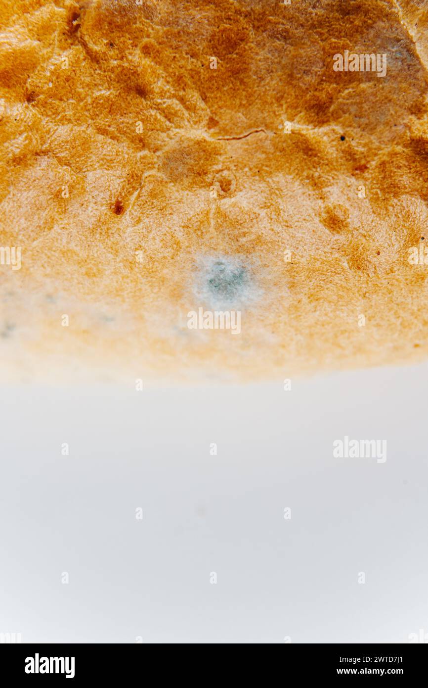 Mold on bread on white background Stock Photo - Alamy
