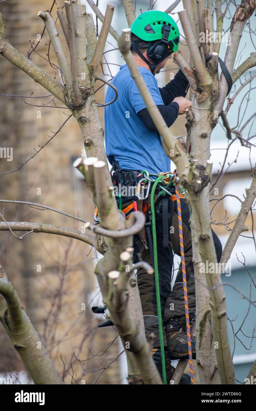 A tree surgeon works on a tree in London Stock Photo - Alamy