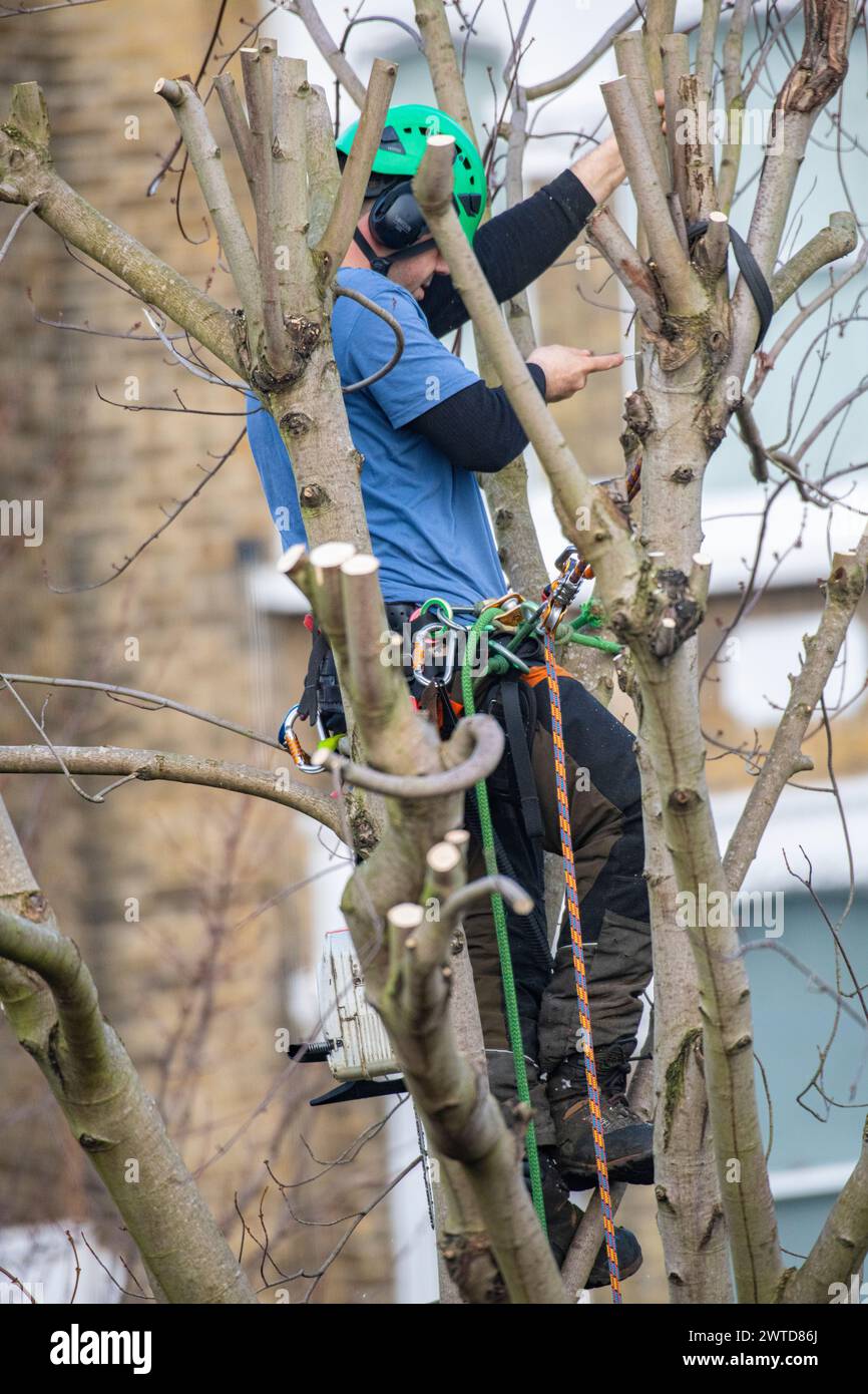 A tree surgeon works on a tree in London Stock Photo - Alamy