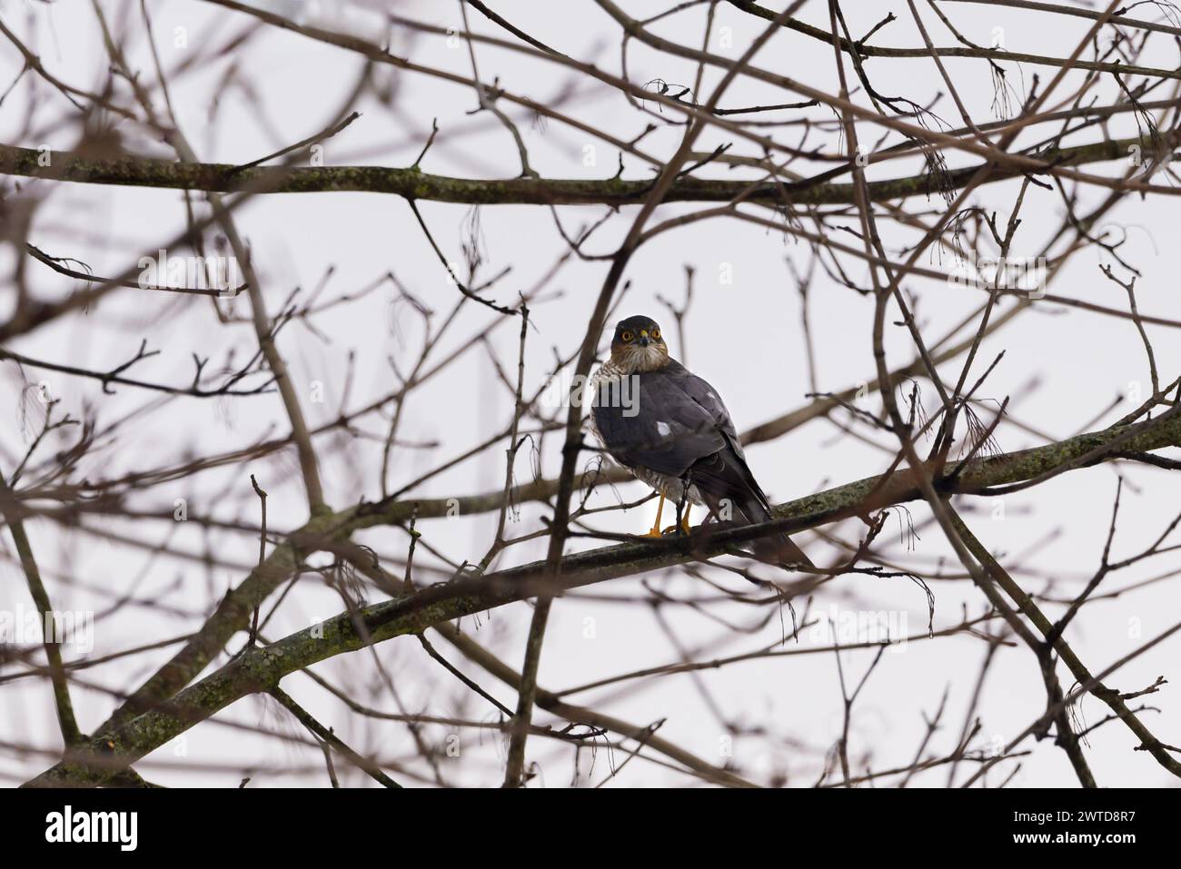 Sparrowhawk picture hi-res stock photography and images - Alamy