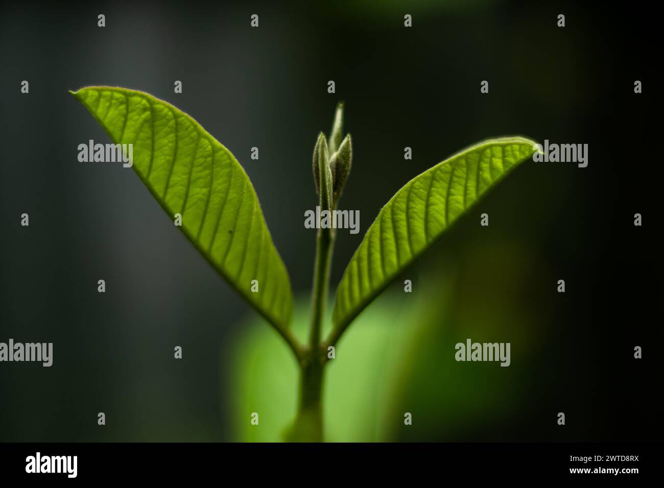 The medicinal properties of green guava leaves may help treat many and ...