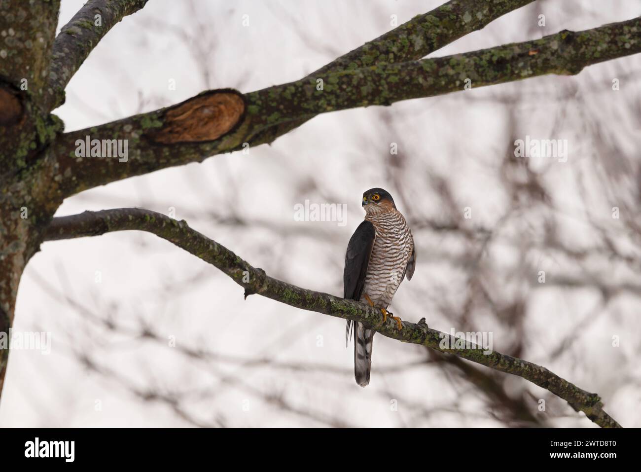 Sparrowhawk photo hi-res stock photography and images - Alamy