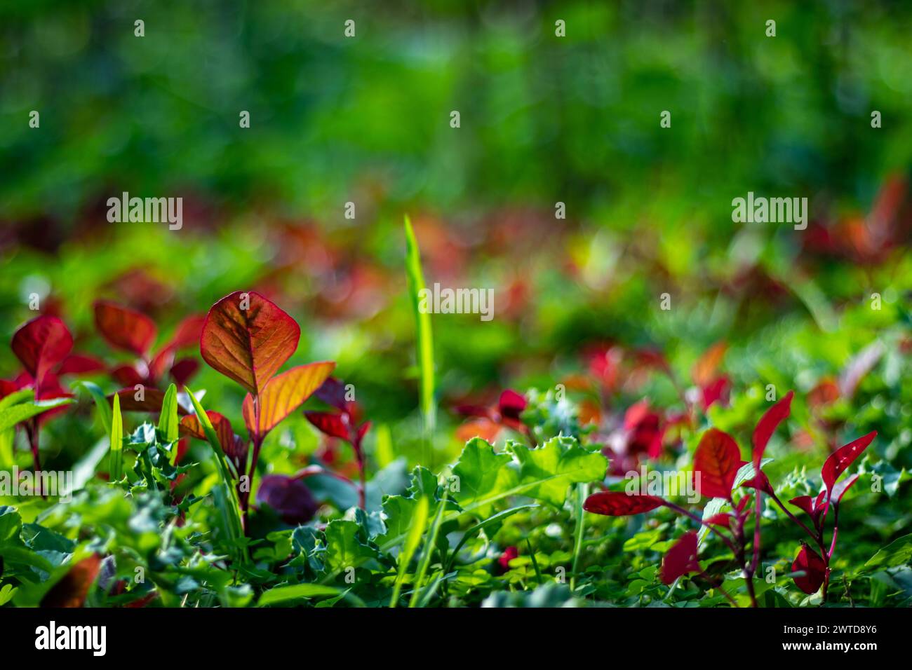 Leafy ground texture hi-res stock photography and images - Alamy