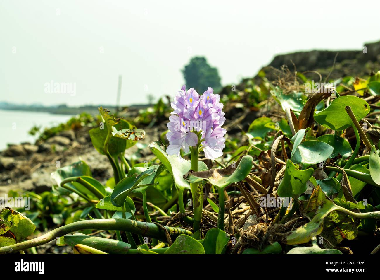 They have showy lavender flowers and the leaves are rounded and ...