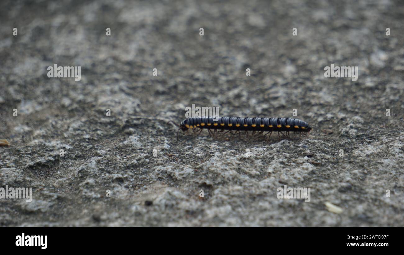 Millipedes in soil hi-res stock photography and images - Alamy