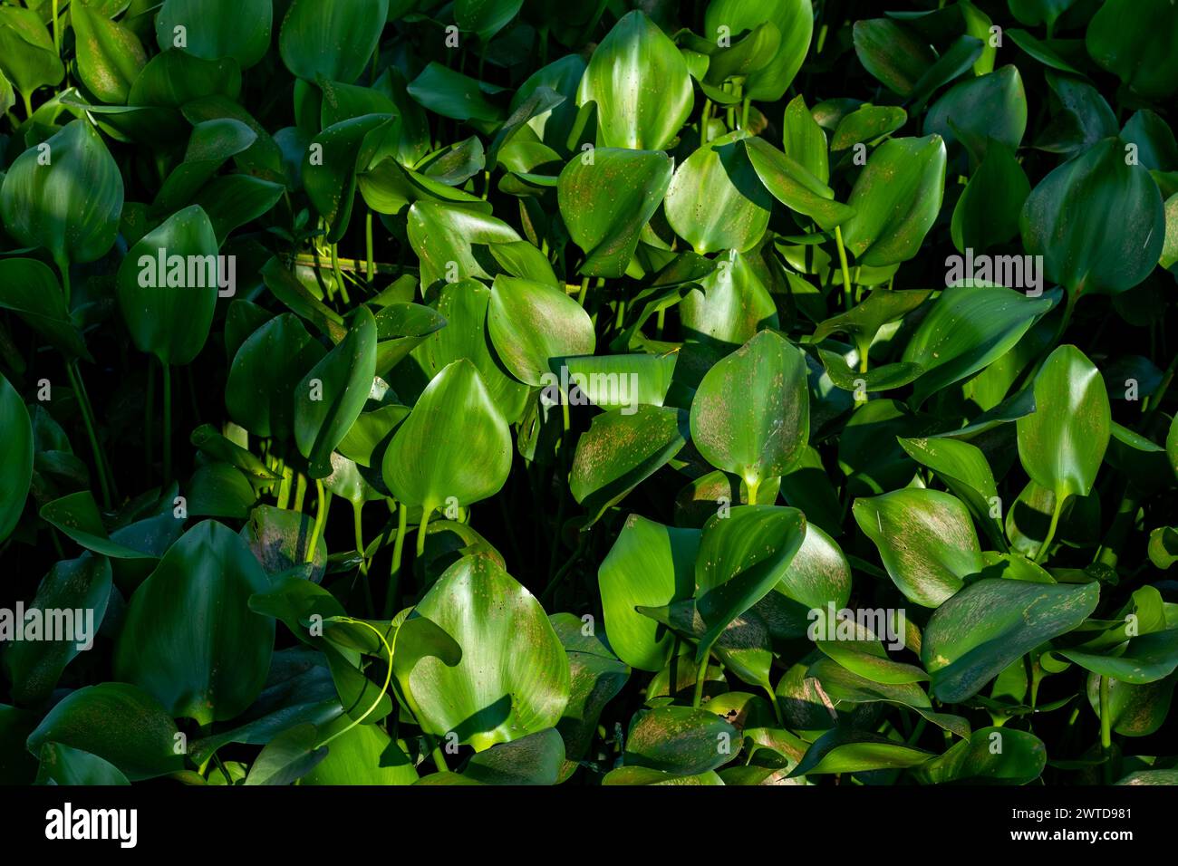 Water hyacinth natural pattern is a fast-growing aquatic plant ...