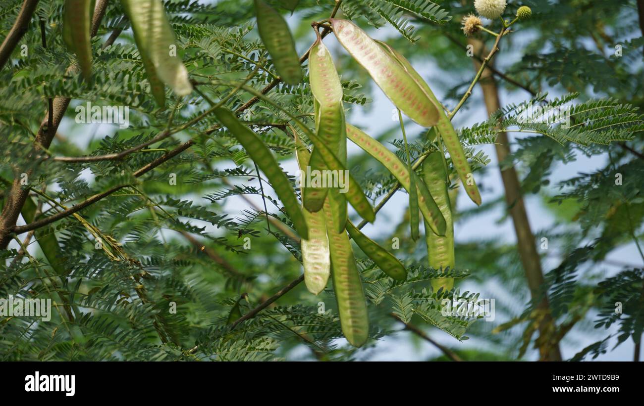 Leucaena leucocephala (jumbay, river tamarind, subabul, white popinac ...