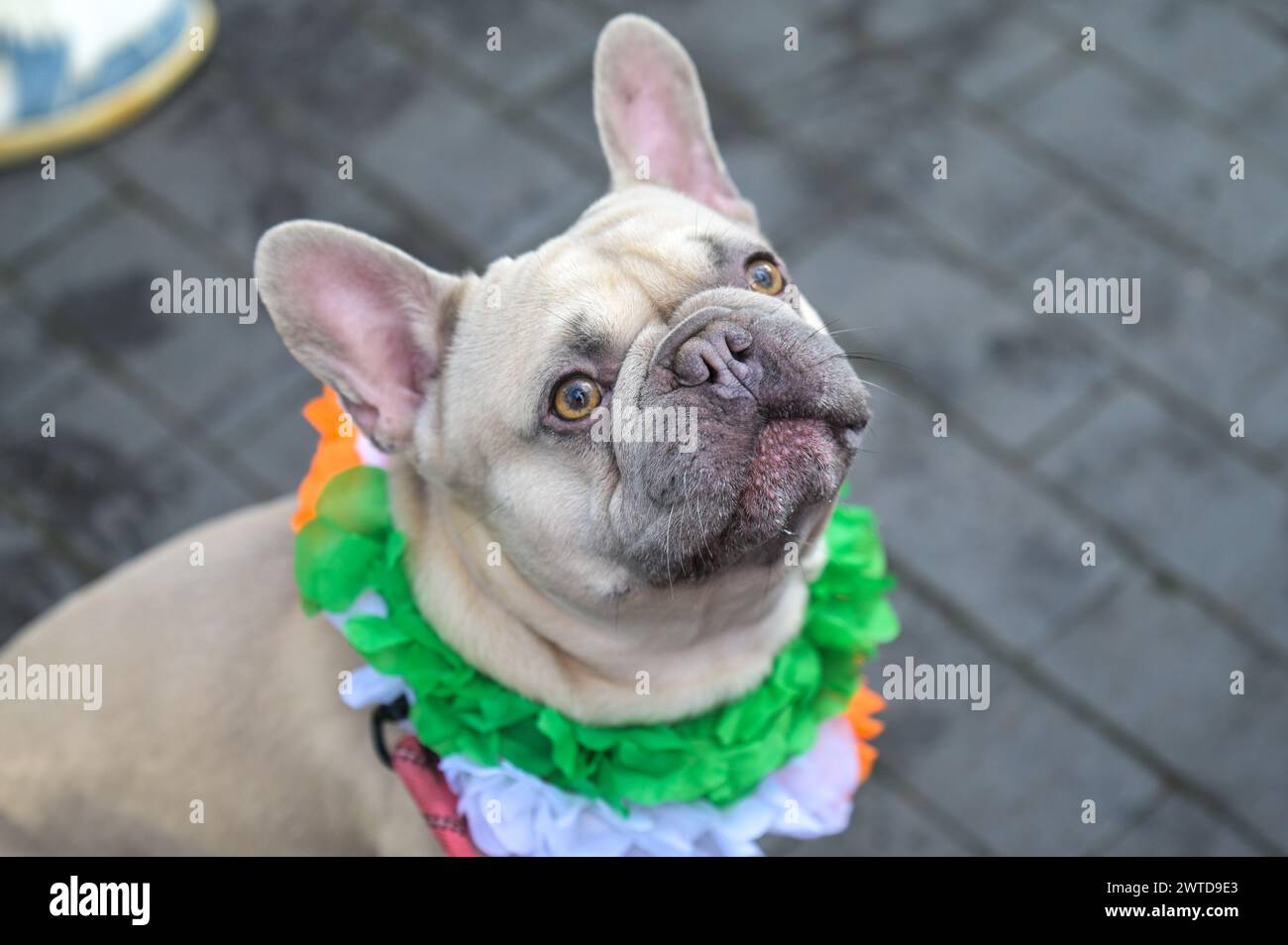 Bradford Street, Birmingham, March 17th 2024 - Three-year-old Frenchie ...