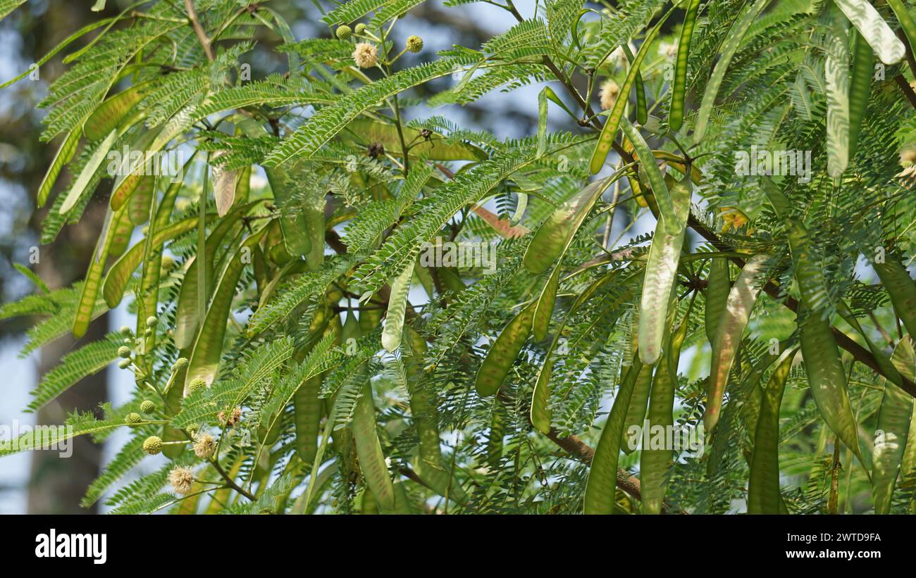 Leucaena leucocephala (jumbay, river tamarind, subabul, white popinac ...