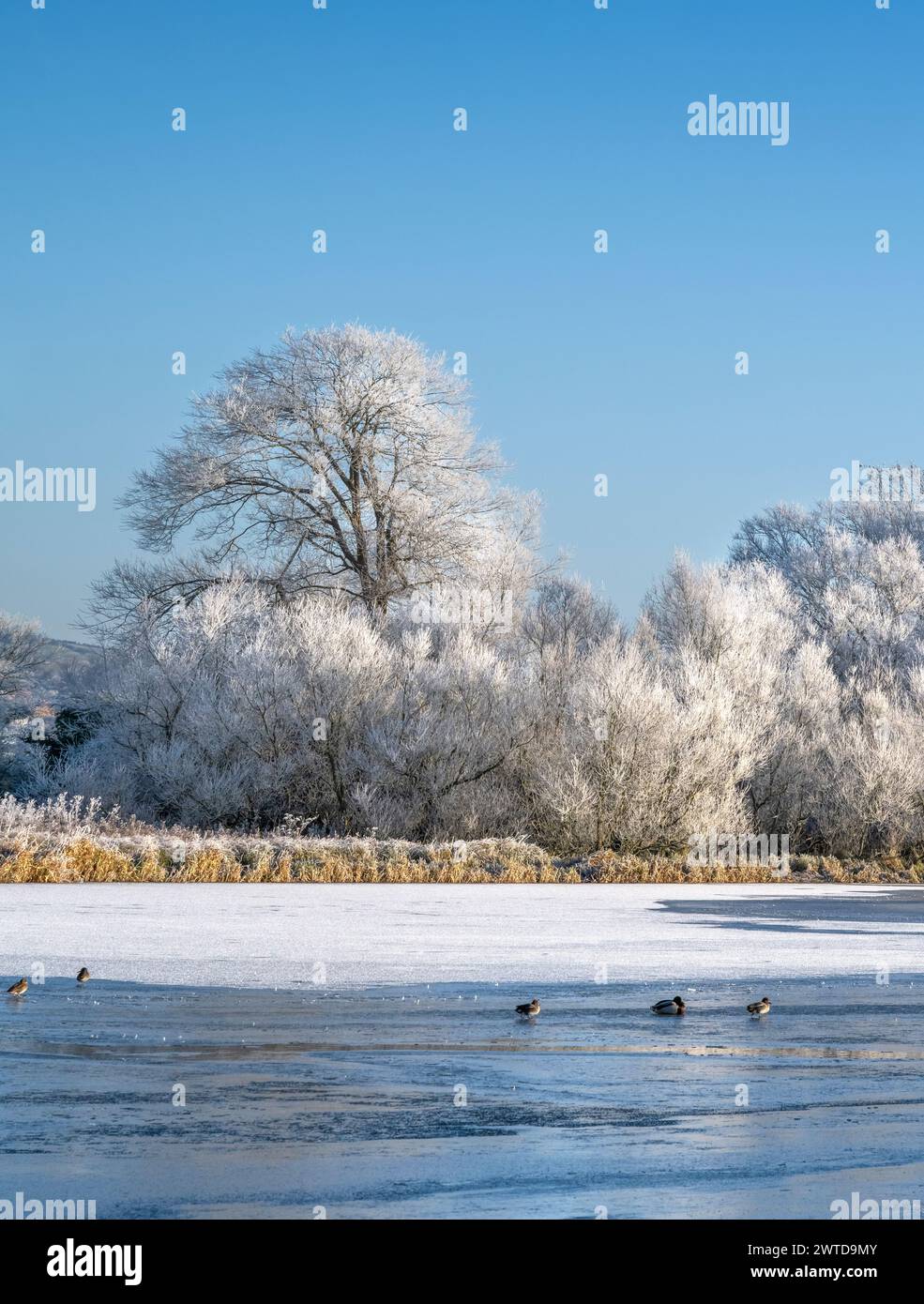 Frosted trees surrounding the lake at Newburgh Priory Stock Photo - Alamy