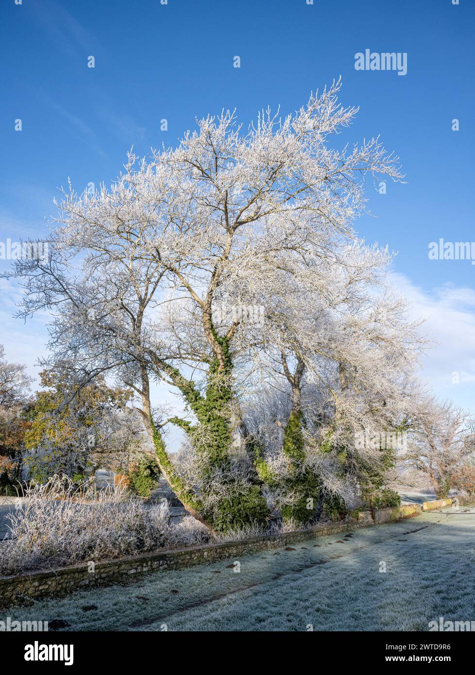 Frosted trees surrounding the lake at Newburgh Priory Stock Photo - Alamy
