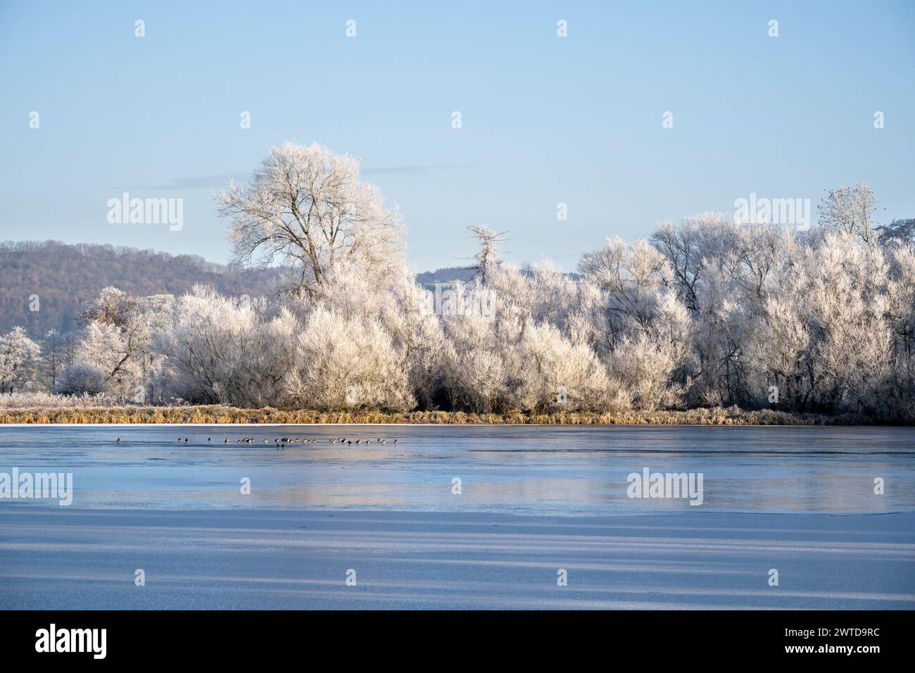 Frosted trees surrounding the lake at Newburgh Priory Stock Photo - Alamy