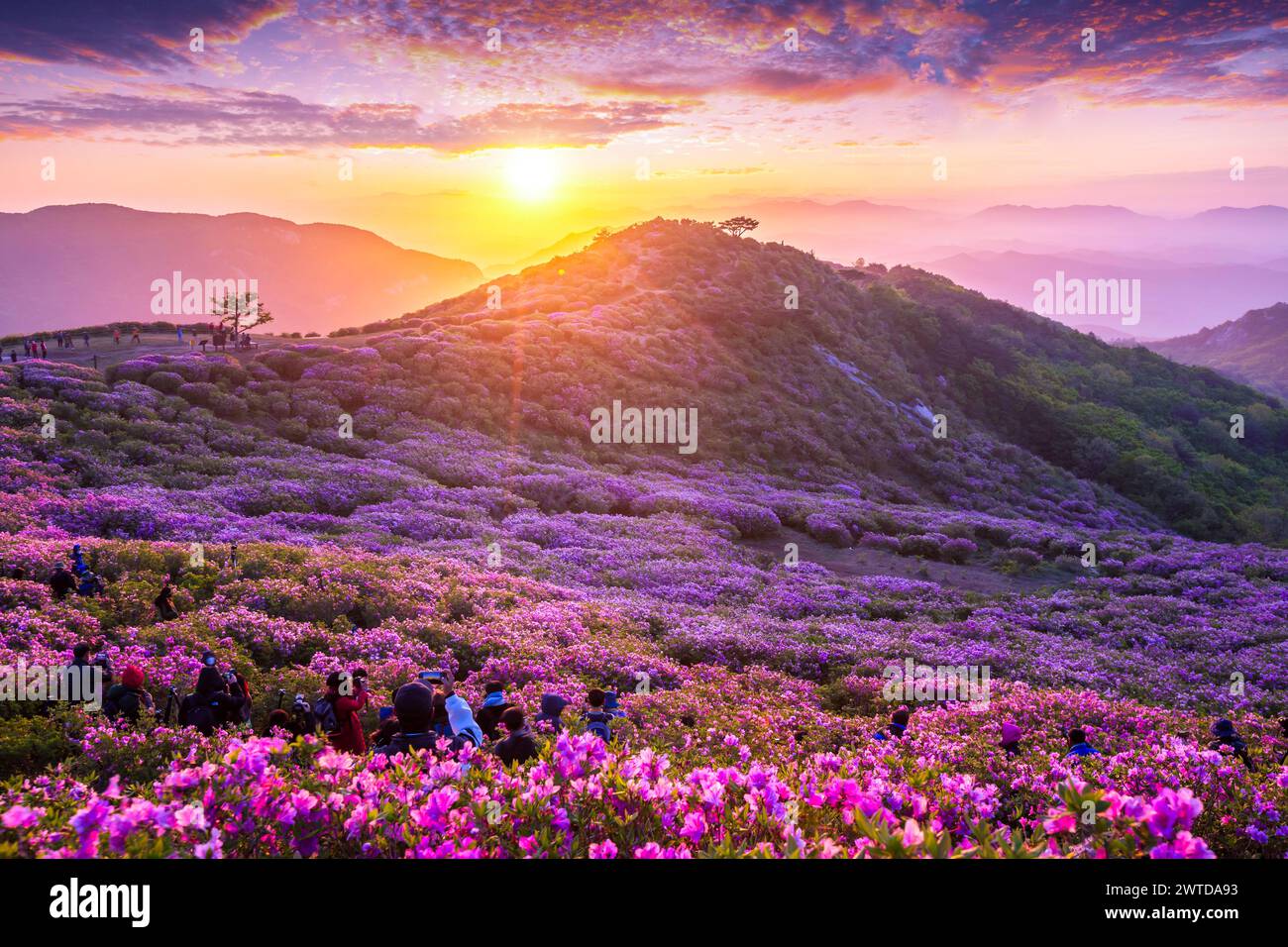 Morning and spring view of pink azalea flowers at Hwangmaesan Mountain ...