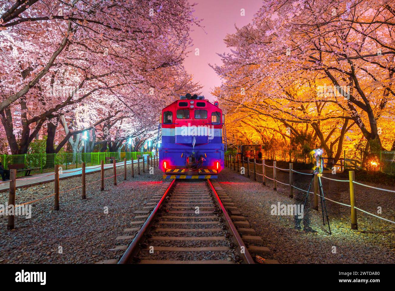 Cherryblossom seoul hi-res stock photography and images - Alamy