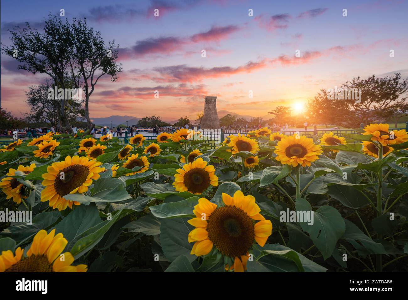 Sunflower at sunset Near Cheomseongdae in Gyeongju, Gyeongsangbuk-do, South Korea Stock Photo ...