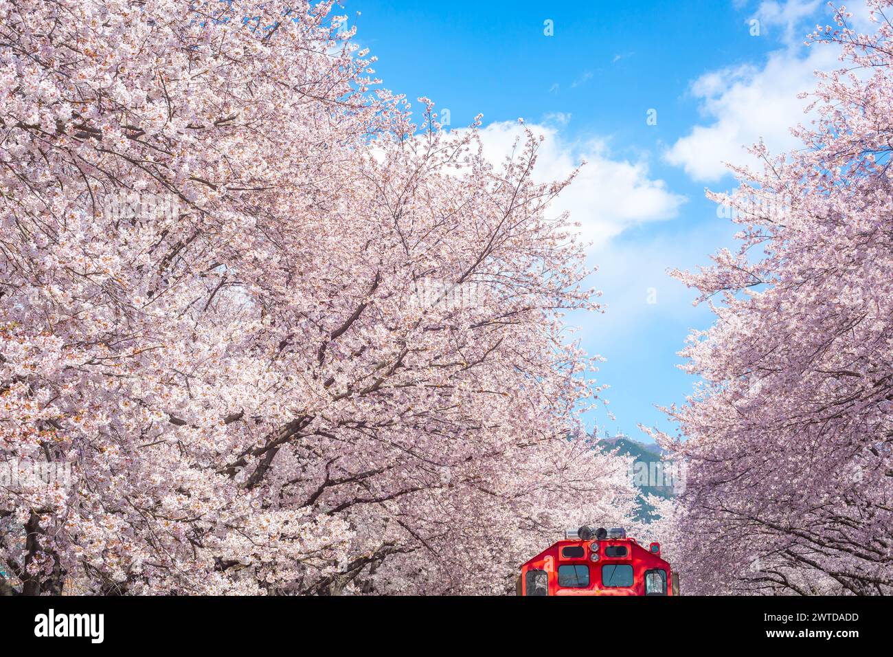 Cherry blossom and train in spring in Korea is the popular cherry ...