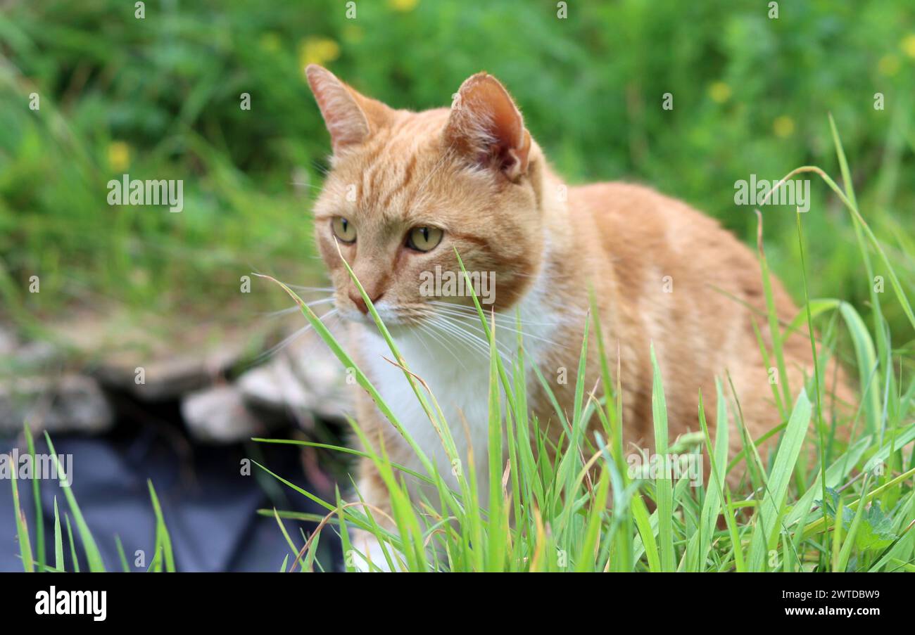 Close up photo of cute ginger cat in a garden. Cats photography outdoor ...