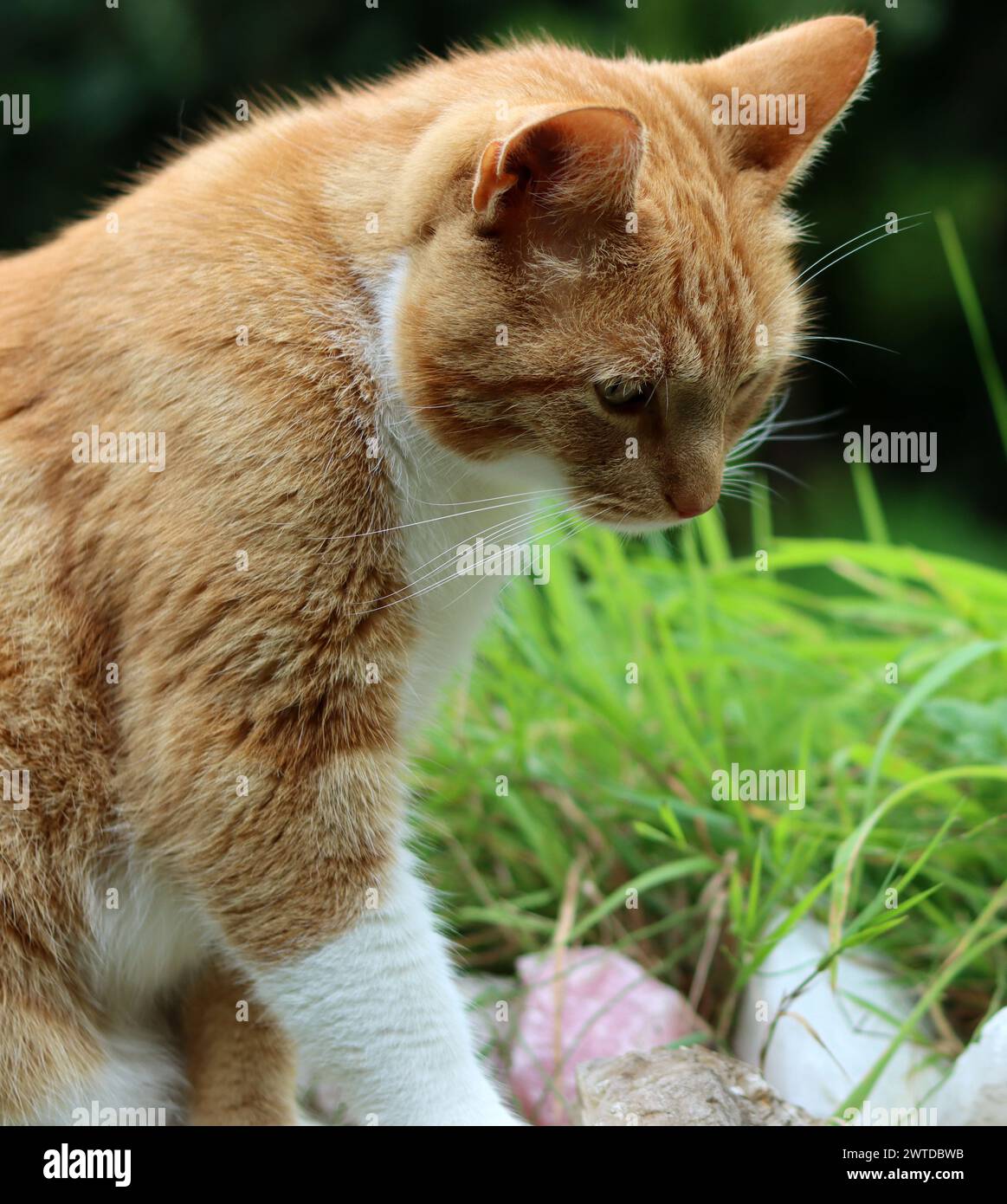 Close up photo of cute ginger cat in a garden. Cats photography outdoor ...