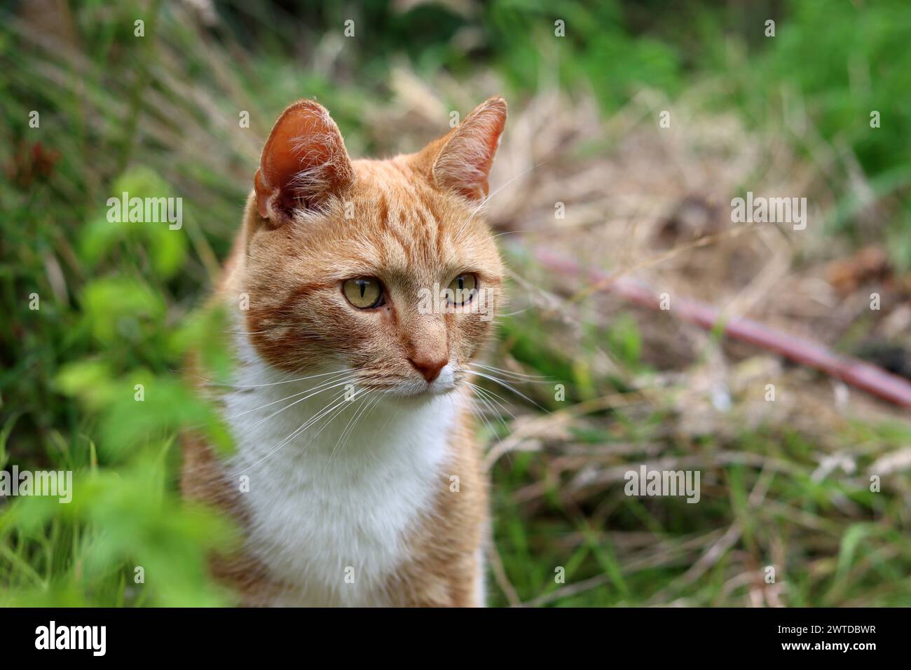 Close up photo of cute ginger cat in a garden. Cats photography outdoor ...