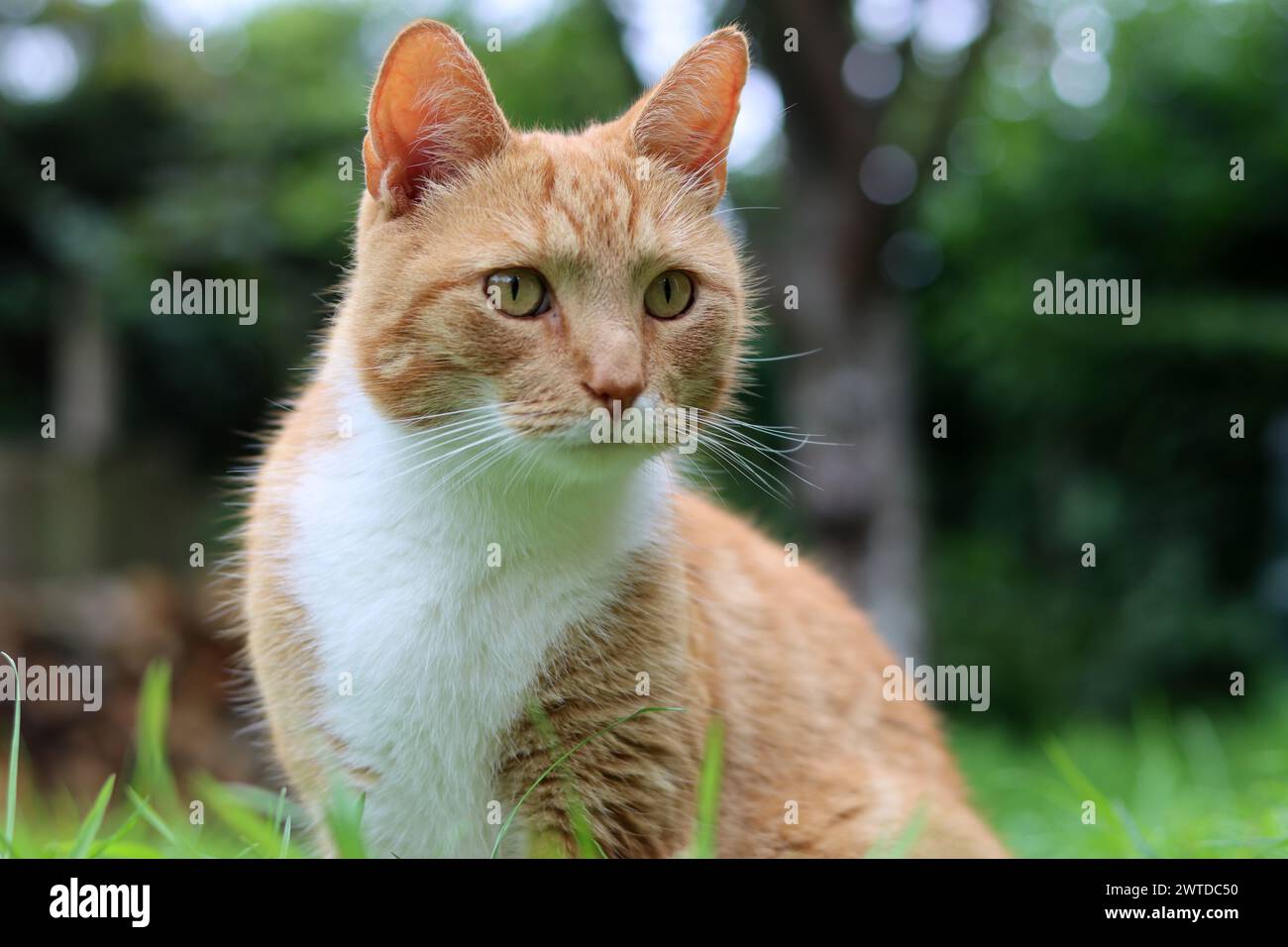 Close up photo of cute ginger cat in a garden. Cats photography outdoor ...
