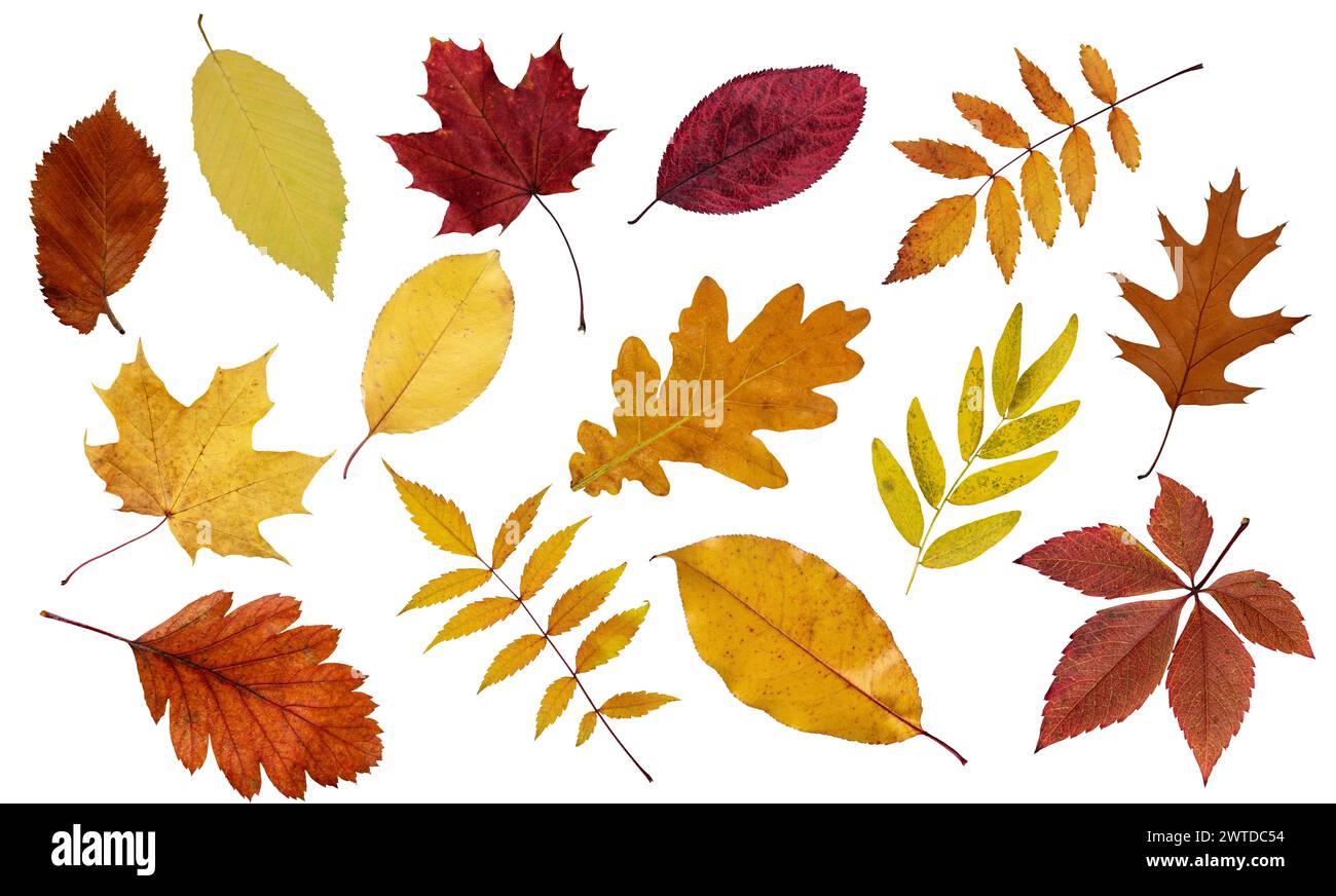 Assortment of colorful autumn leaf isolated on white background ...