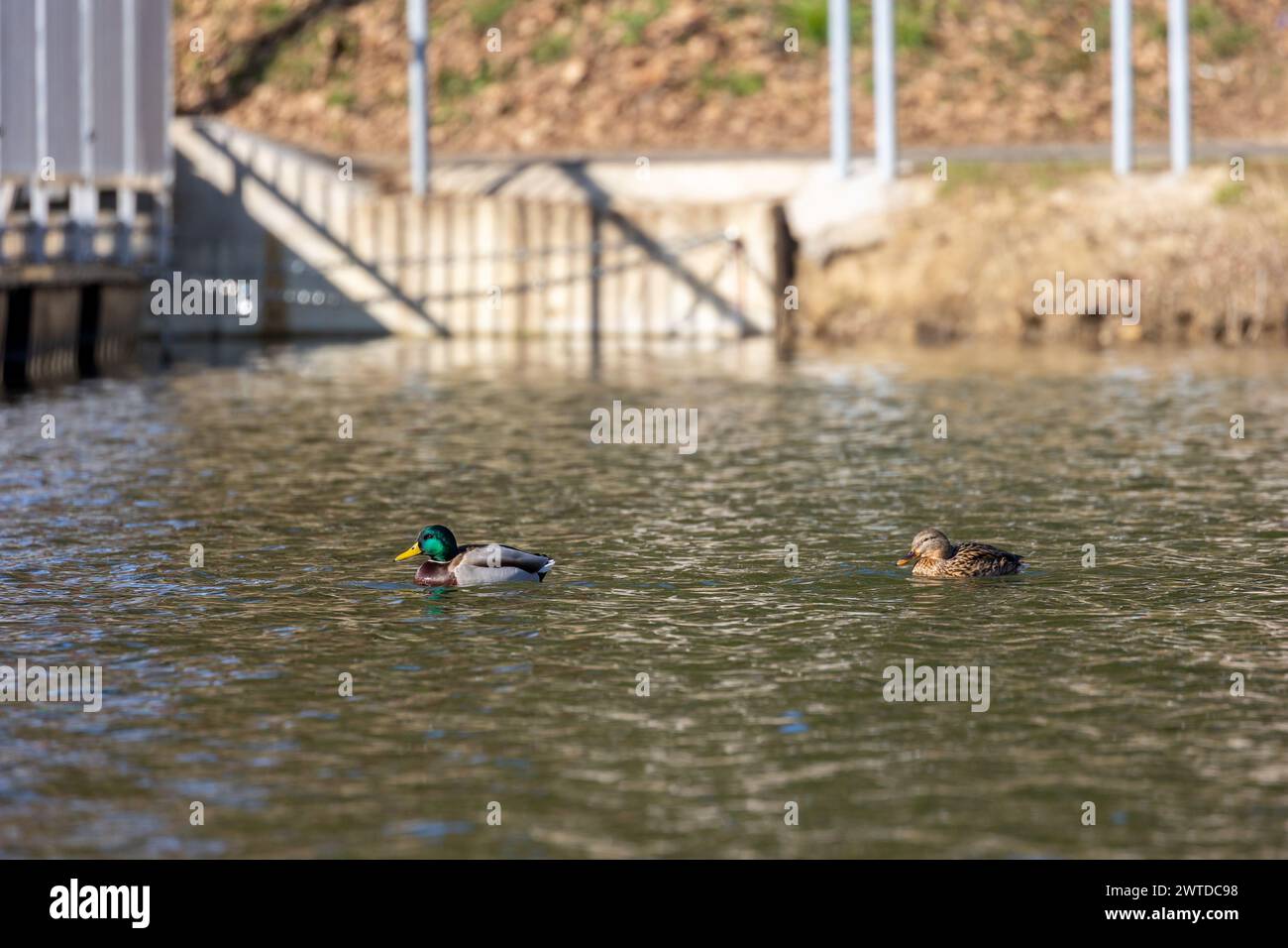 Pair mallards gliding across hi-res stock photography and images - Alamy