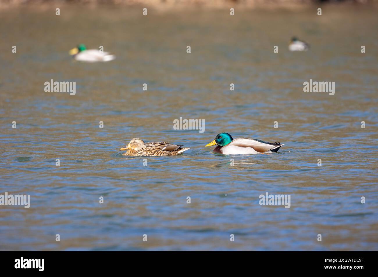 Pair mallards gliding across hi-res stock photography and images - Alamy