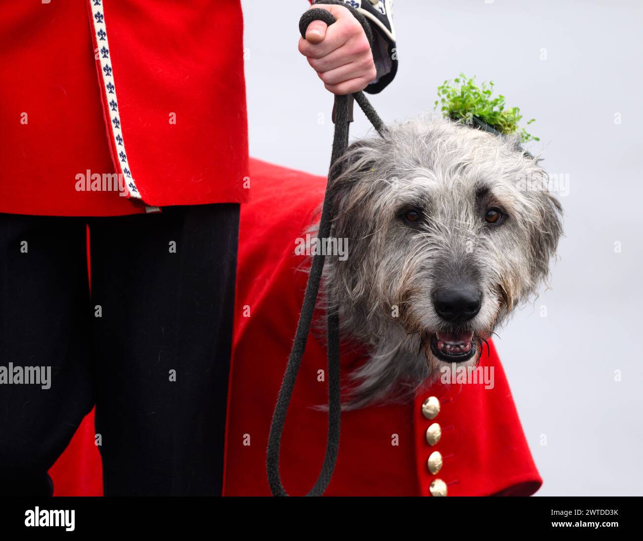 Aldershot, UK. March 17th, 2024. Irish Guards mascot, 3-year-old Irish ...