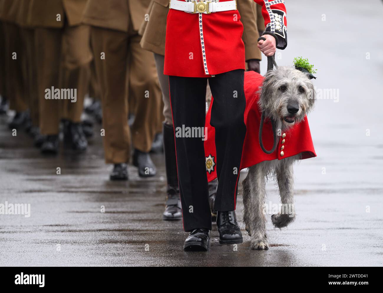 Aldershot, UK. March 17th, 2024. Irish Guards mascot, 3-year-old Irish ...