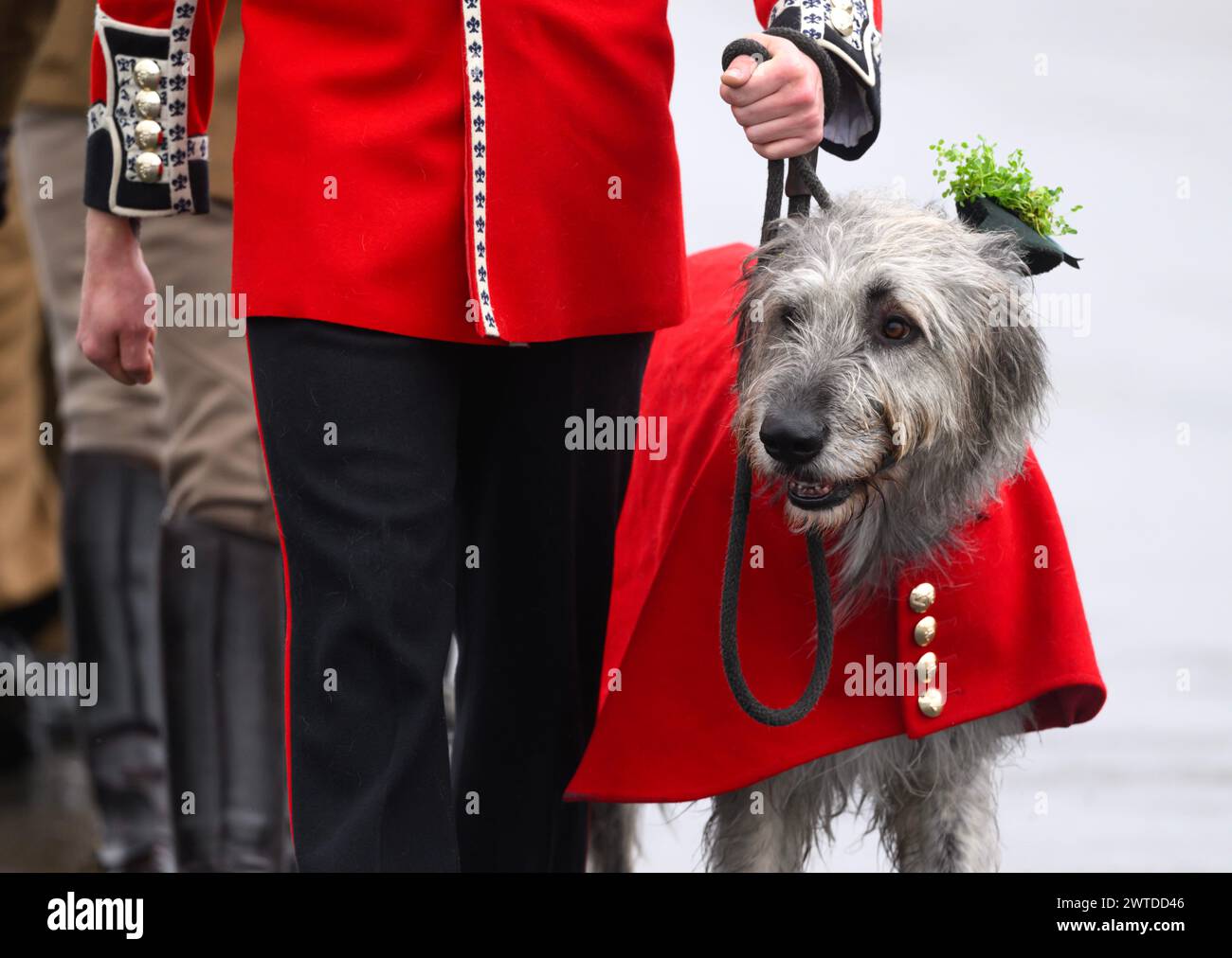 Aldershot, UK. March 17th, 2024. Irish Guards mascot, 3-year-old Irish ...