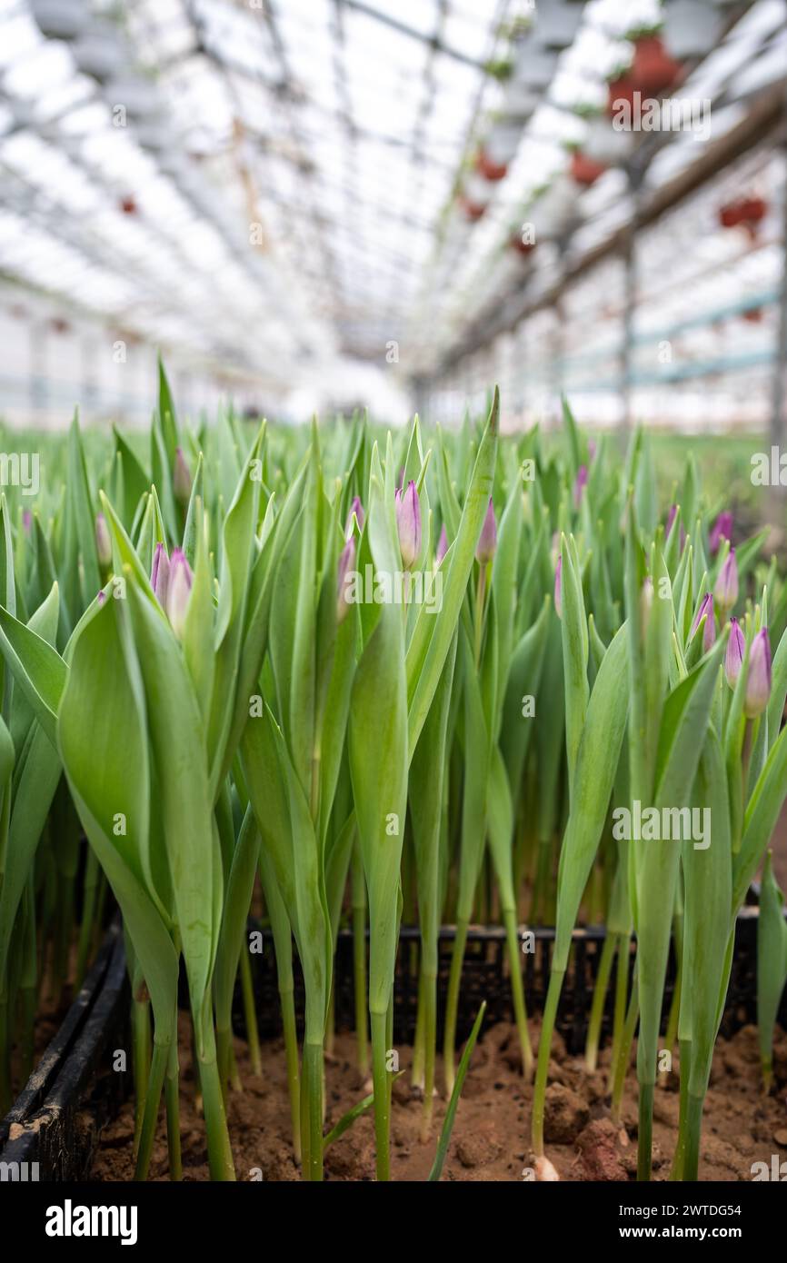 Plantation of tulips cultivation in greenhouse. Seedling of spring ...