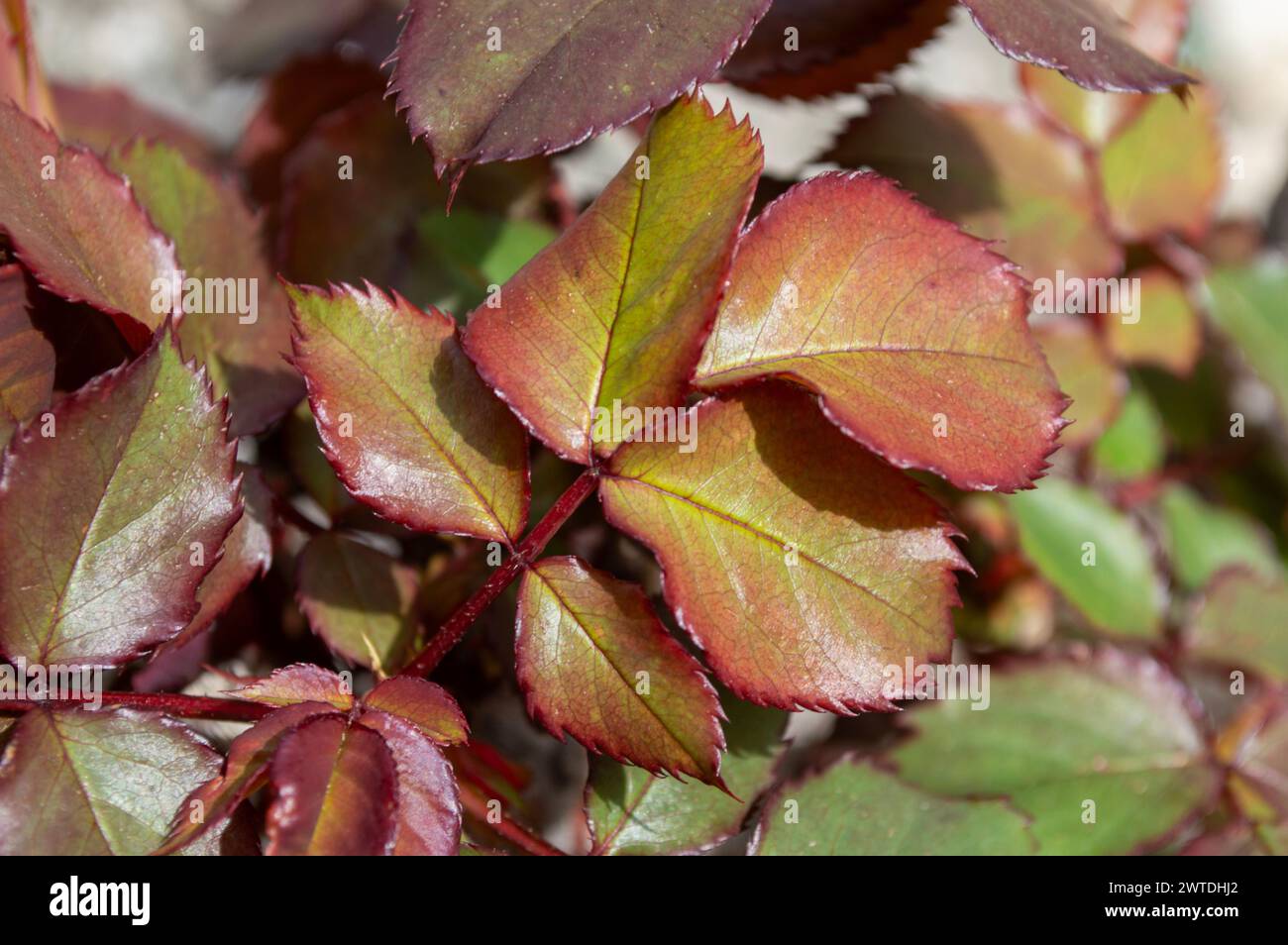 Red rose leaves sprouting Stock Photo - Alamy
