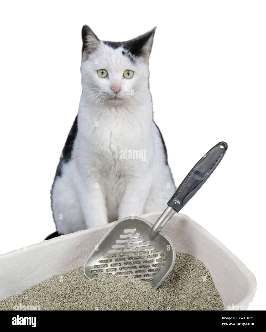 Cat sitting next to cat litter box and scoop, USA Stock Photo - Alamy