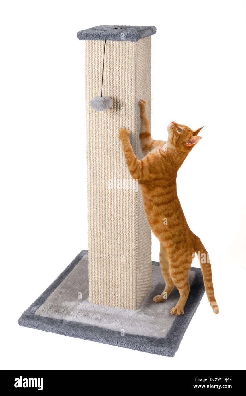 Cat with scratching post Stock Photo - Alamy