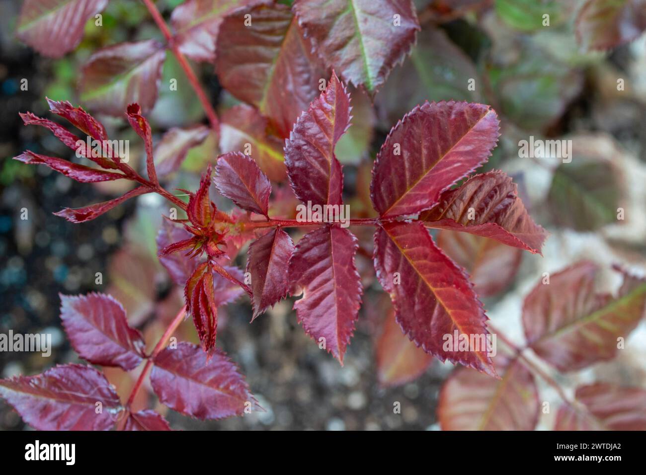 Red rose leaves sprouting Stock Photo - Alamy