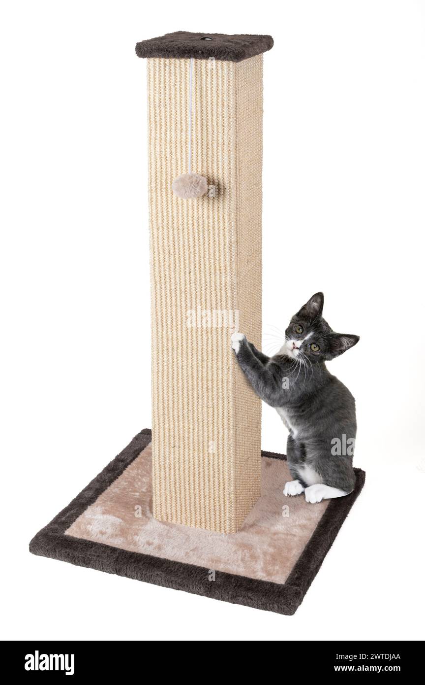 Cat with scratching post Stock Photo - Alamy